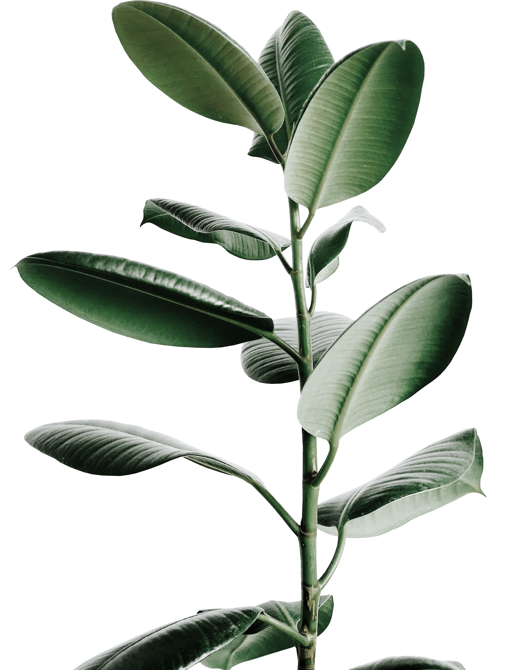 Contact - Catherine Rye